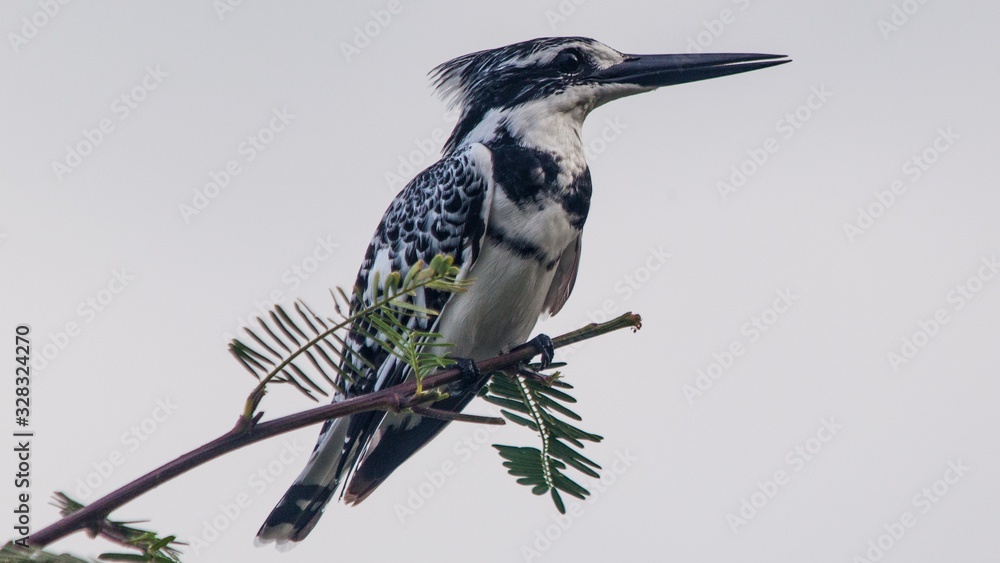 Aves exoticas africanas blancas y azules con el pico muy largo y ...