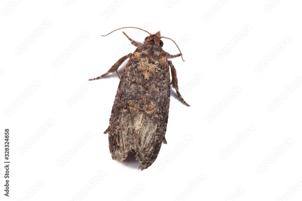 Thaumatotibia leucotreta, the false codling moth Stock Photo | Adobe Stock
