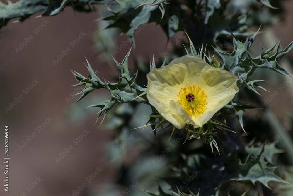 flor de Cardo Santo (Cnicus benedictus), planta medicinal silvestre ...