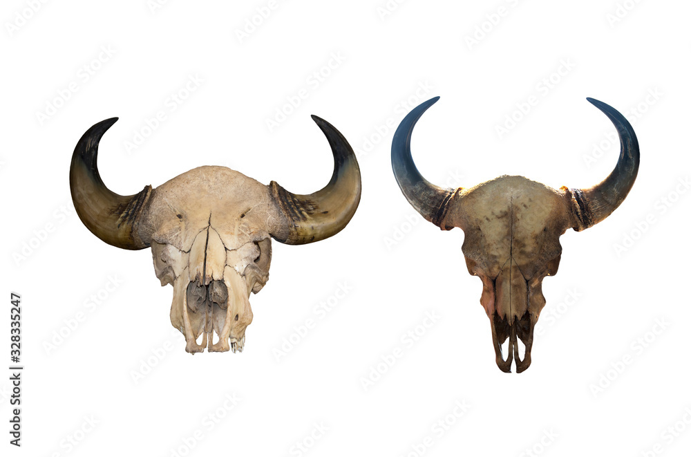 Horns and the skull of a bull isolated on white background Stock Photo ...