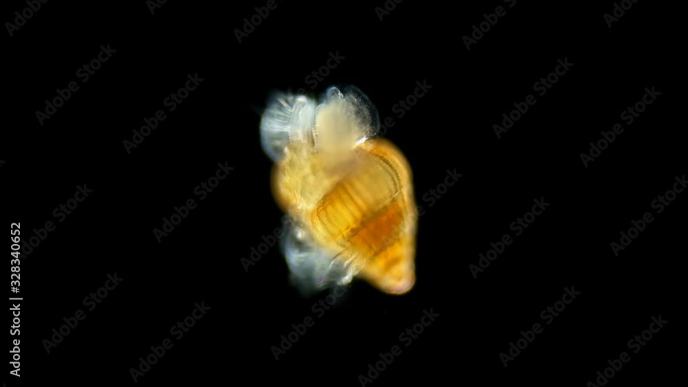 a larva of a sea snail under a microscope, called veliger, class ...