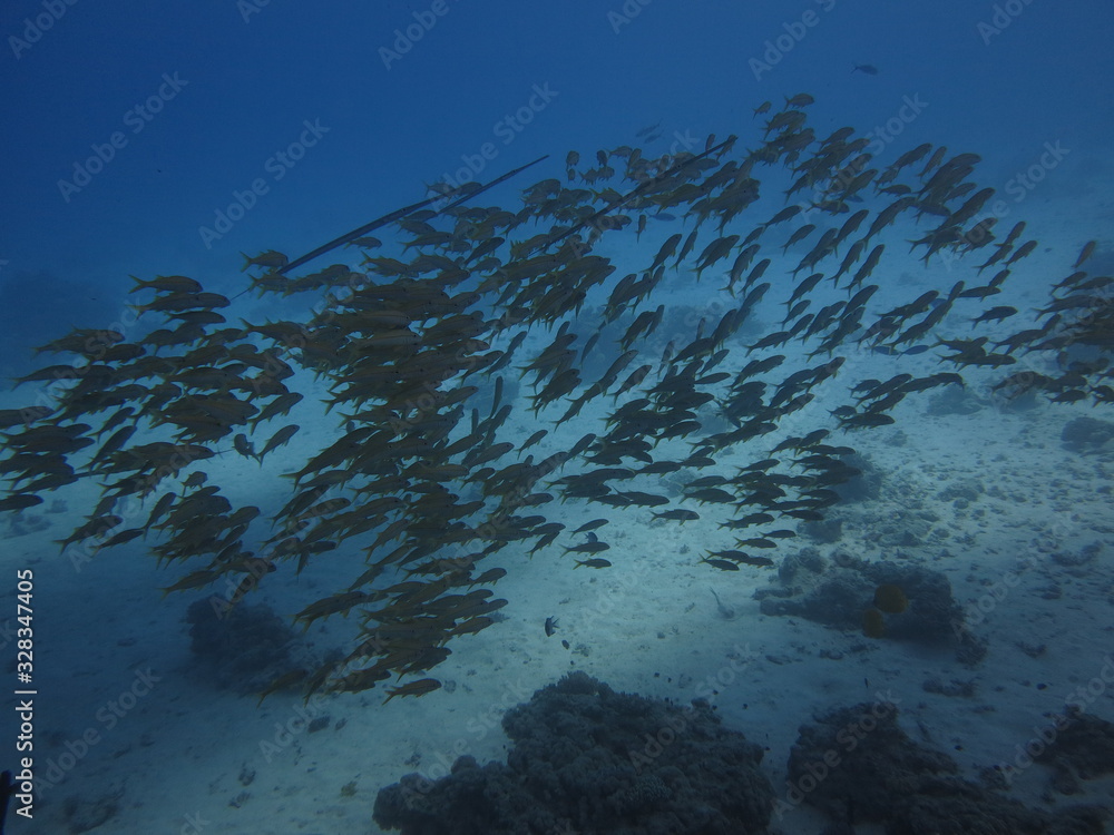 Underwater world - Shoal of fish on the shelf of a coral reef. Stock ...