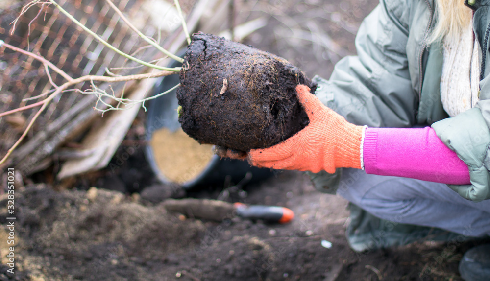 tree planting and hilling of sapling in the ground on the farm Stock ...