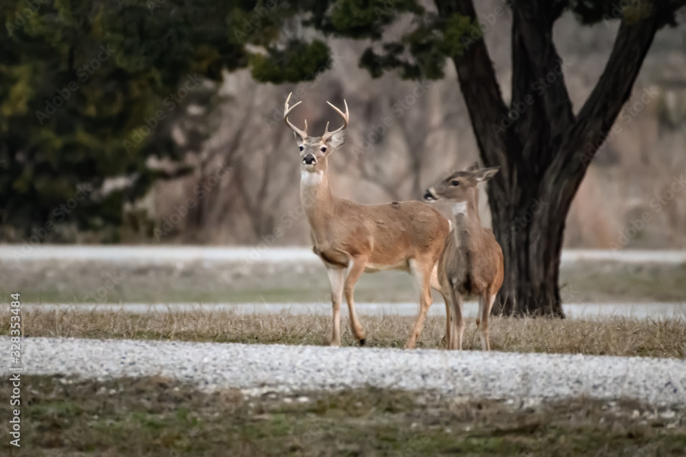 Whitetail Buck and Doe Stock Photo | Adobe Stock