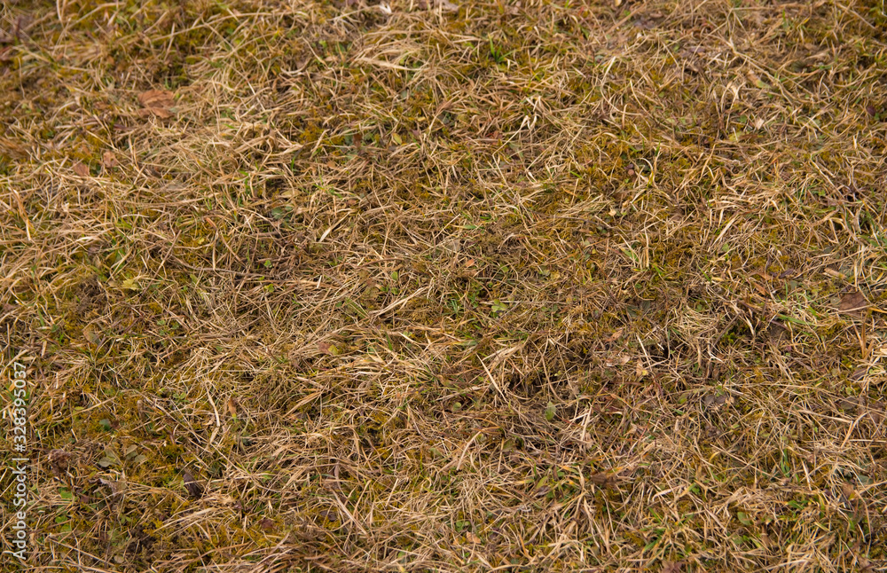 dry grass texture. natural background of dry grass Stock Photo | Adobe ...