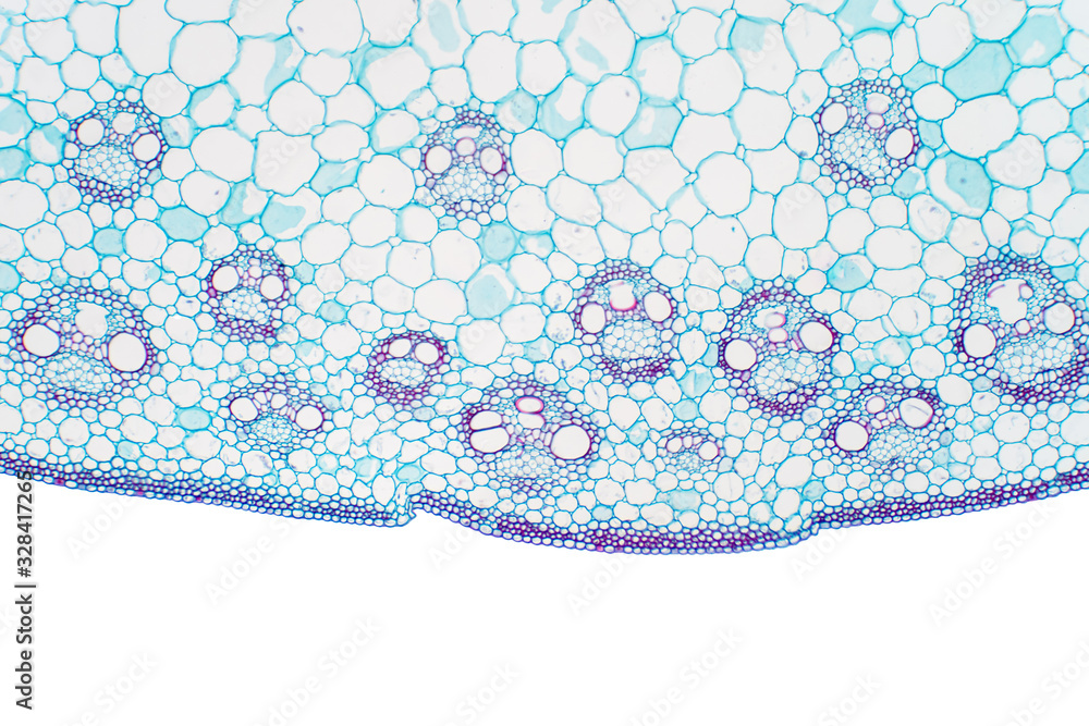 Histology of Monocot stem under the microscope for education. Stock ...