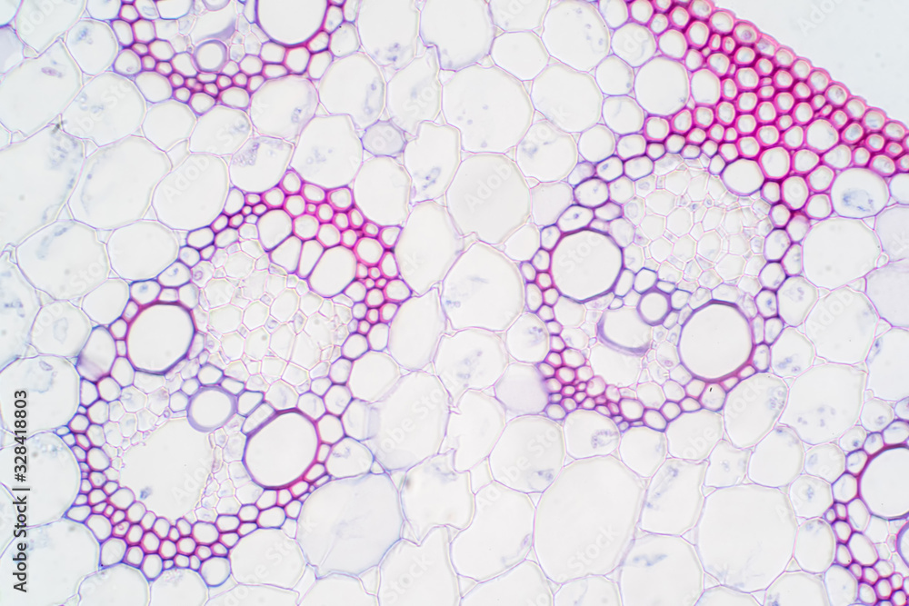 Monocot plant vascular tissue under the microscope view. Stock Photo ...