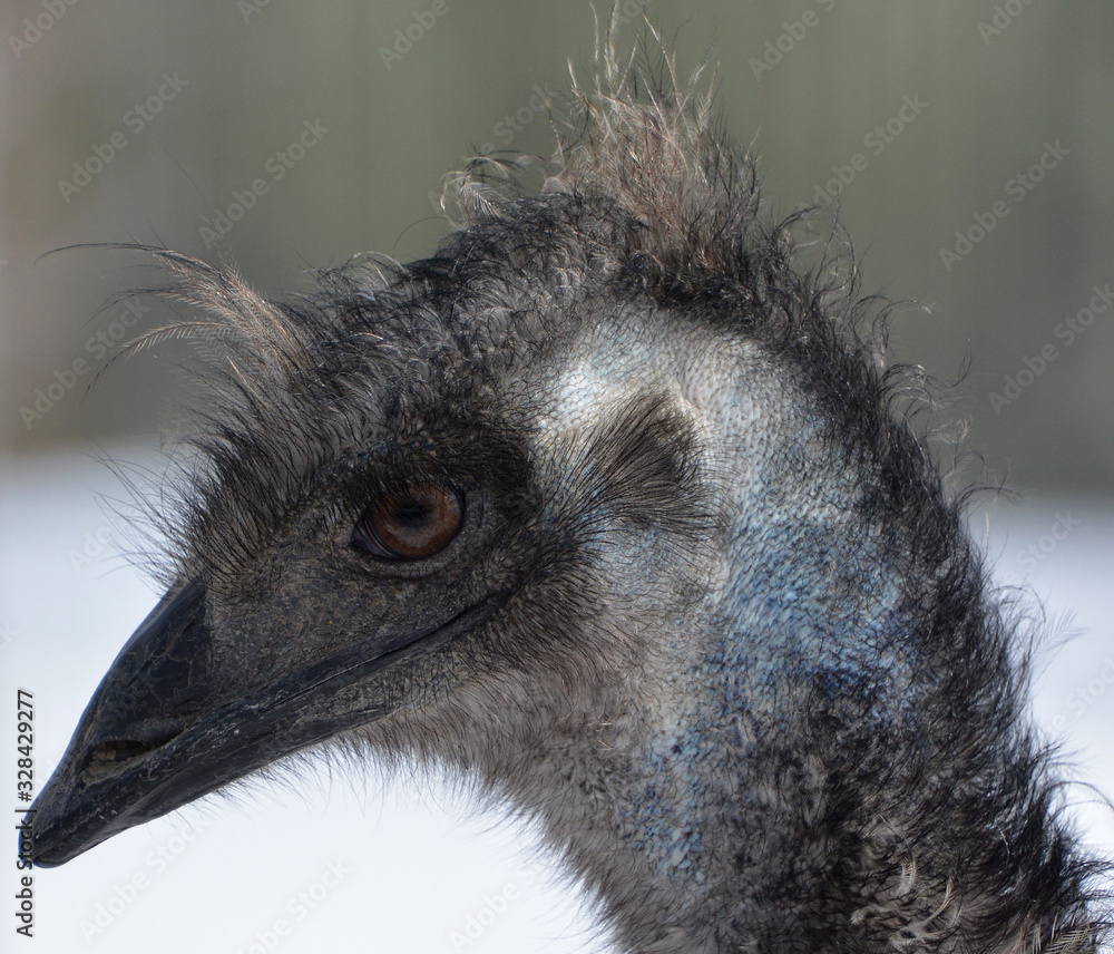 The emu is the largest bird native to Australia and the only extant ...