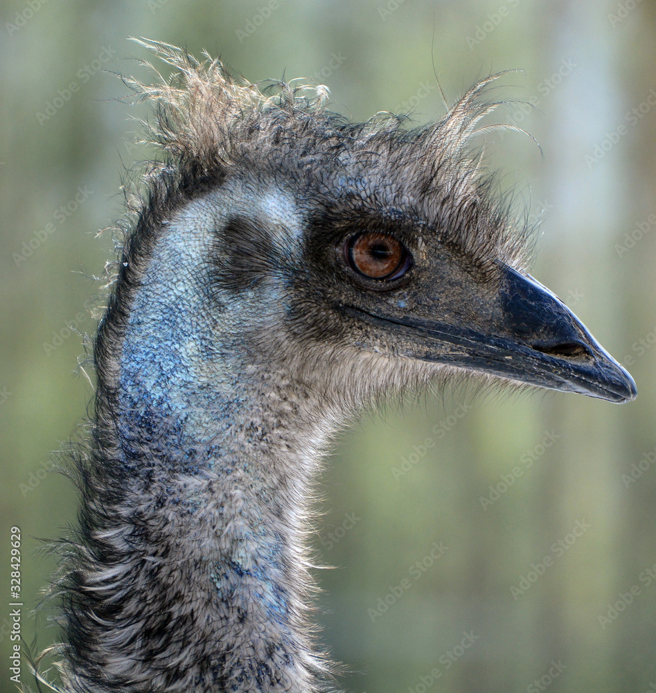 The emu is the largest bird native to Australia and the only extant ...