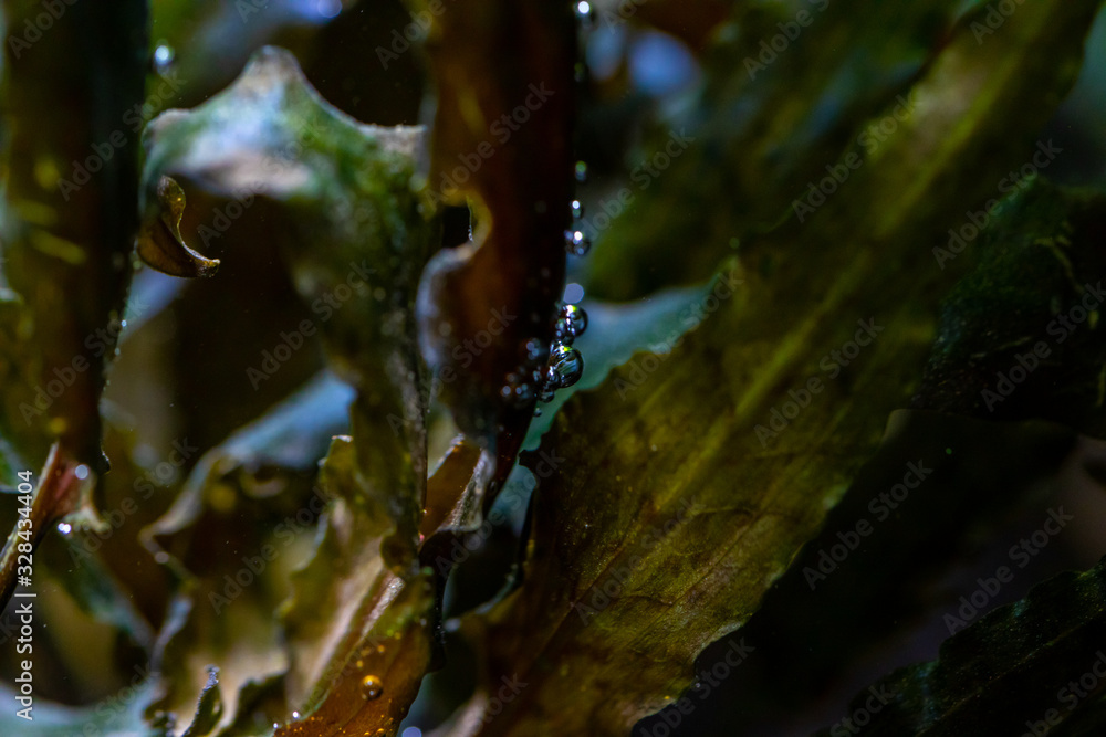 macro photo of air bubbles naturally forming on plant leaves underwater ...