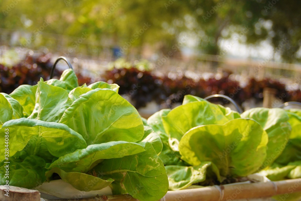 Vegetable Farm Wallpaper