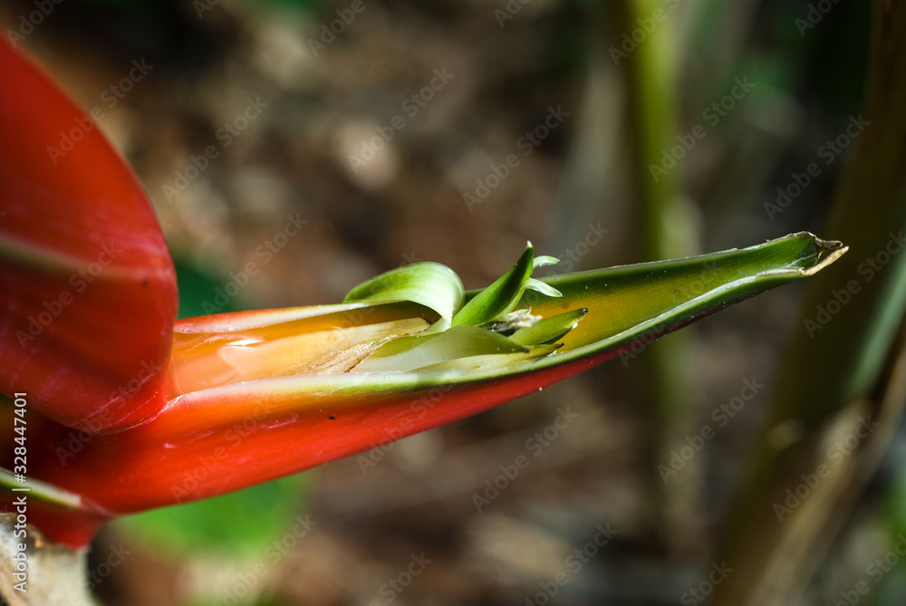 Gros plan d'une fleur de Baliser nain (Heliconia stricta) dans un ...