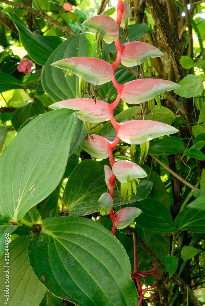 Balisier rose (Heliconia chartacea) dans un jardin de l'île de La ...