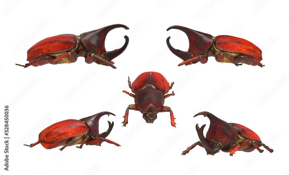 Rhino beetle with huge horn looking powerfull as hercules white ...