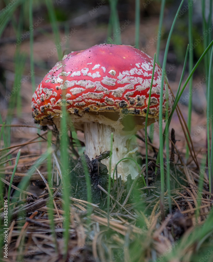 hongos en la naturaleza, hongos en primer plano, hongos en estado ...