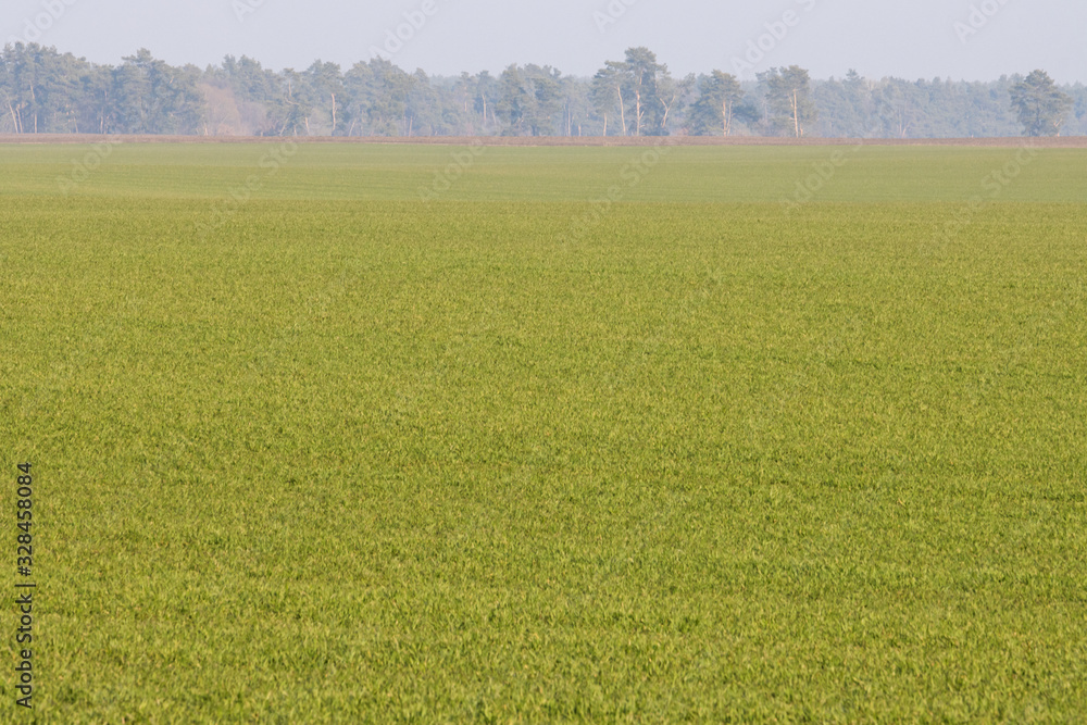 green flat field of wheat stretches to the horizon Stock Photo | Adobe ...