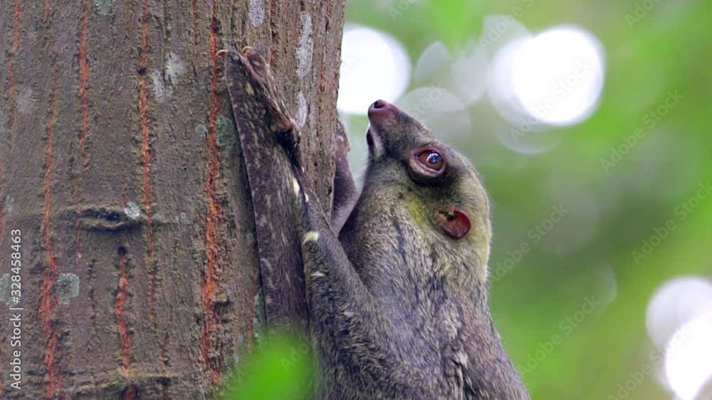Colugo, Known Also As Flying Lemur, Clinging On A Tree In A Small ...