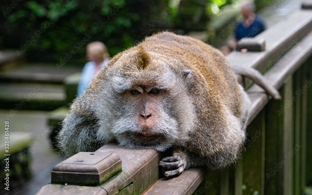 balinese long-tailed monkey laying around (macaca fascicularis) in the ...