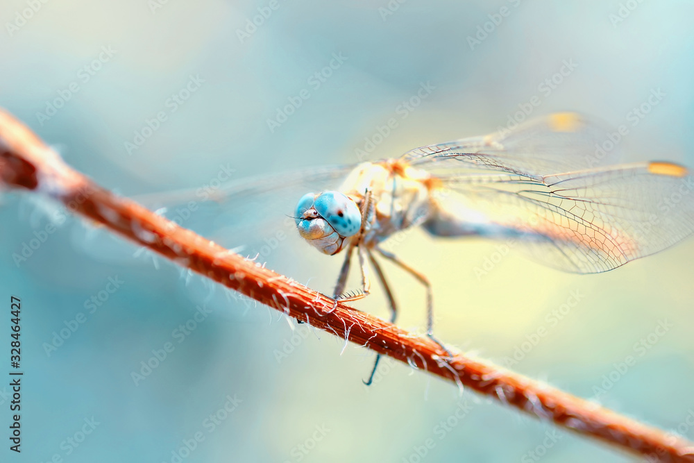 Macro shots, Beautiful nature scene dragonfly. Stock Photo | Adobe Stock