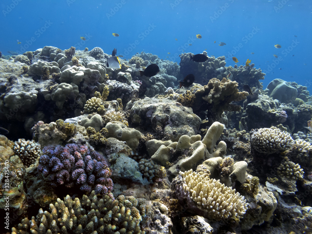 The Best Coral Reef Locations: Red Sea are the largest natural ...
