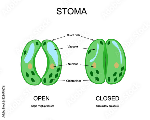 Stoma structure with opening and closing mechanism. ector diagram for ...