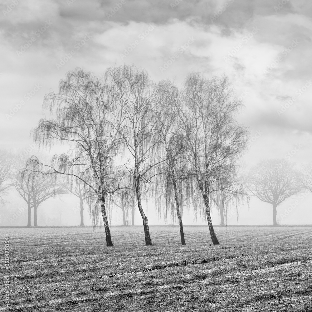 Misty agricultural scenery with beautiful shaped willow trees in a ...