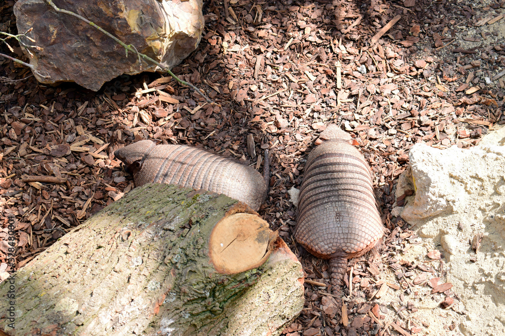 Banded Armadillo Sleeping