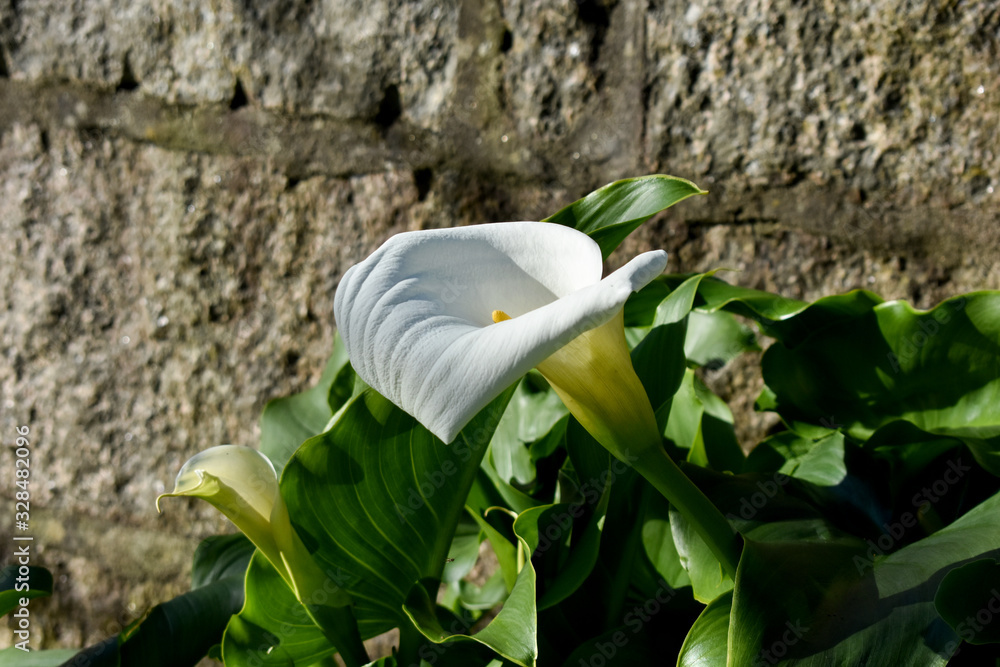 Una flor de Calla Lily en el jardín con un muro de piedra como fondo ...