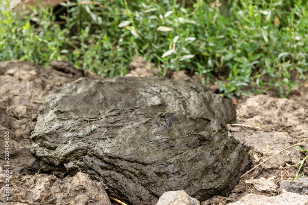 Dirty and smelly cow manure in the grass. Stock Photo | Adobe Stock
