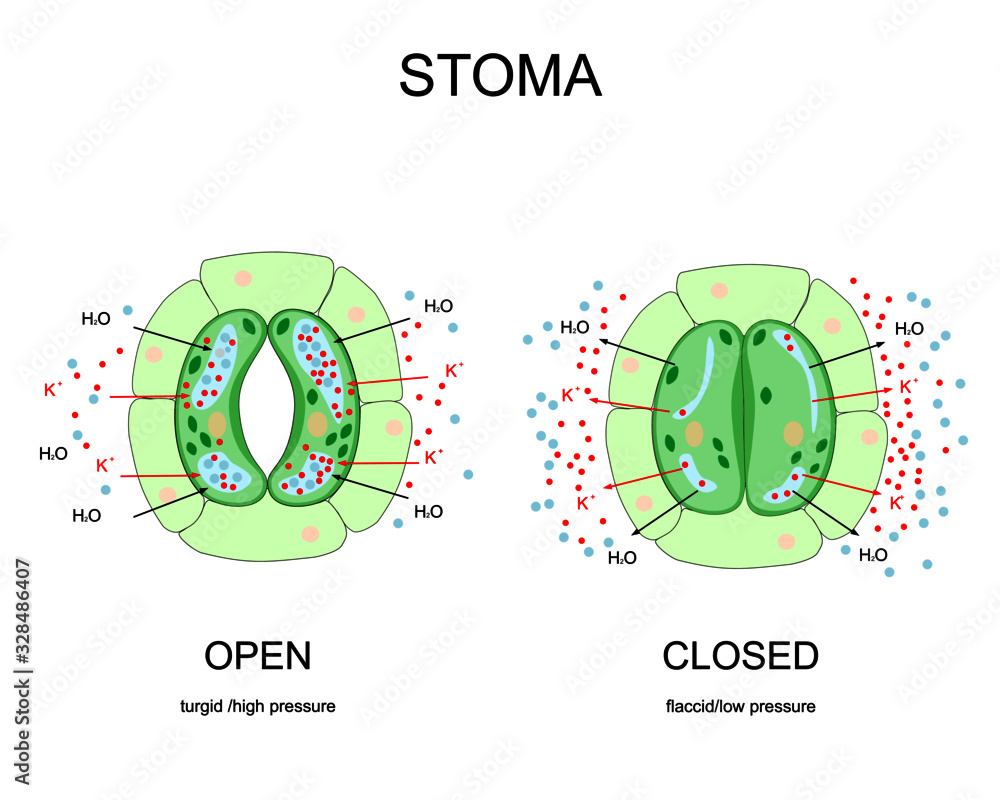 Opening and closing of stoma. Illustration of biology with title Stock ...