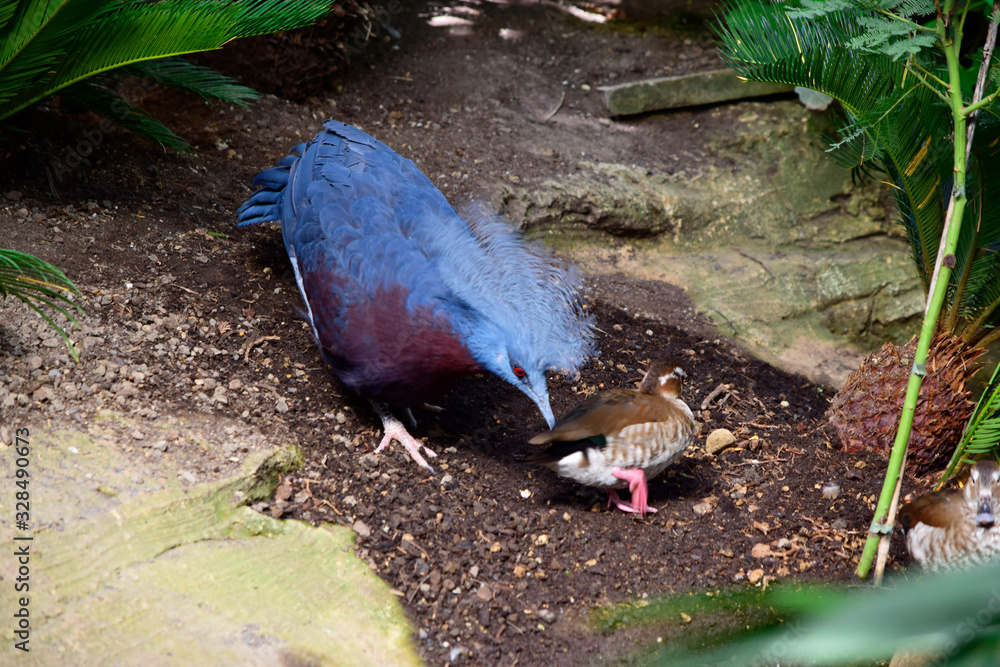 Beautiful blue pigeon or Scheepmaker crowned bird walking on the ground ...