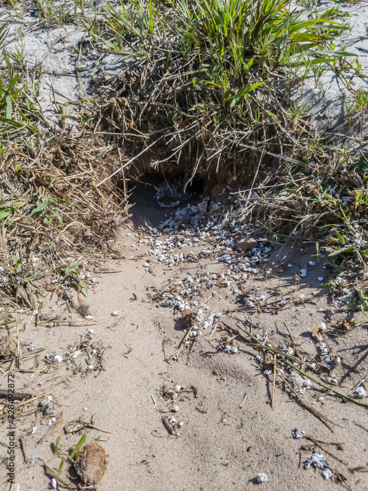 Burrow, nest of burrowing owl with styrofoam, located in recovering ...