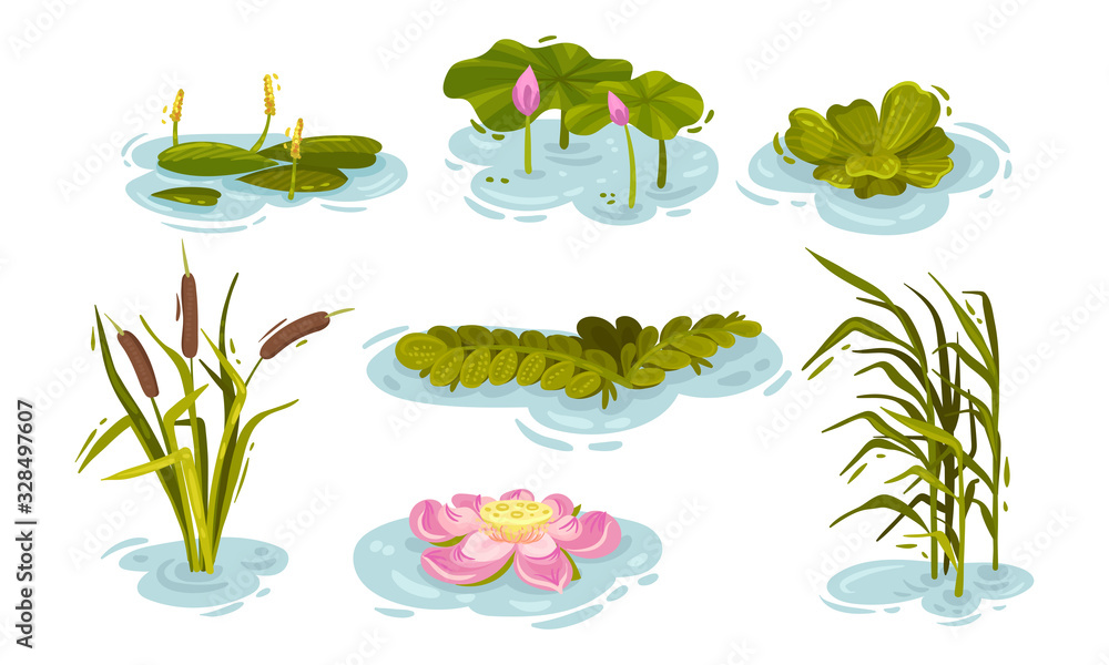 Swamp Water Plants