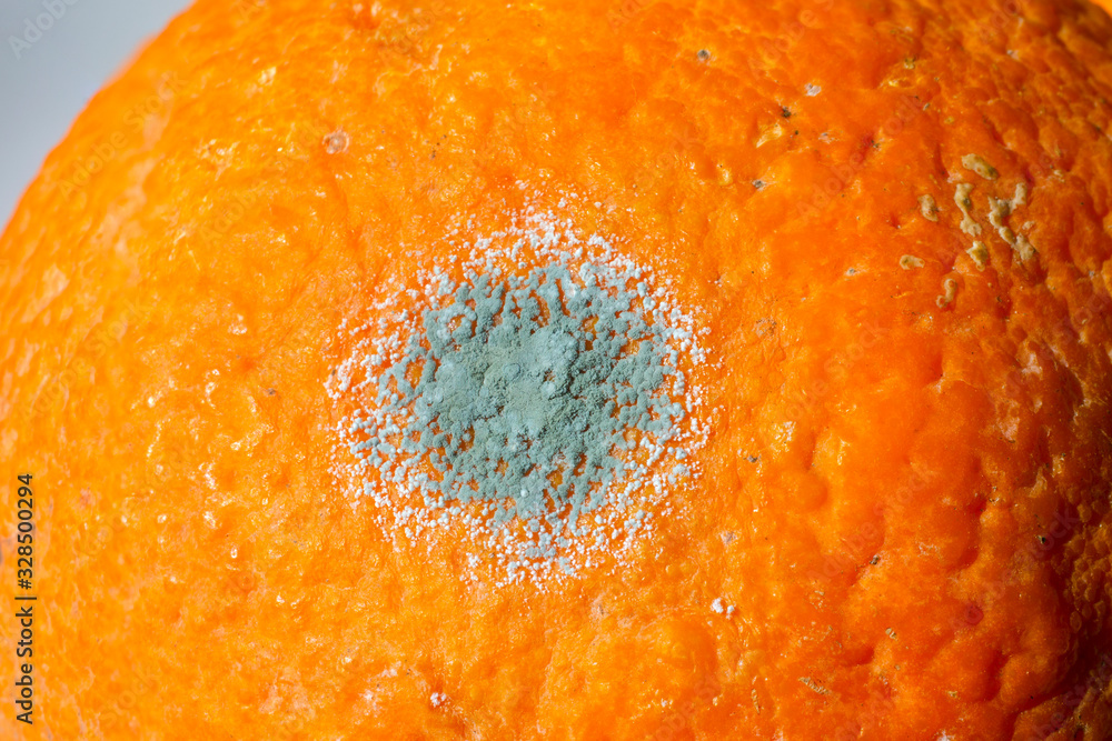 Rotten citrus. Penicillium mold on an orange fruit. Microscopic fungi ...
