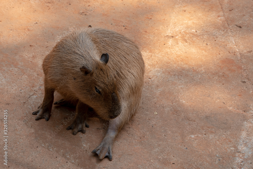 Capipara is the largest rat in the world,Kapipara is the largest rat in ...
