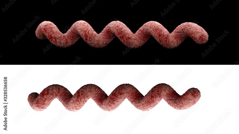 Treponema pallidum bacteria causing syphilis isolated on white and ...