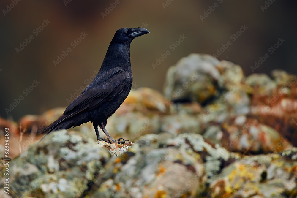 The common raven (Corvus corax), also known as the northern raven, all ...
