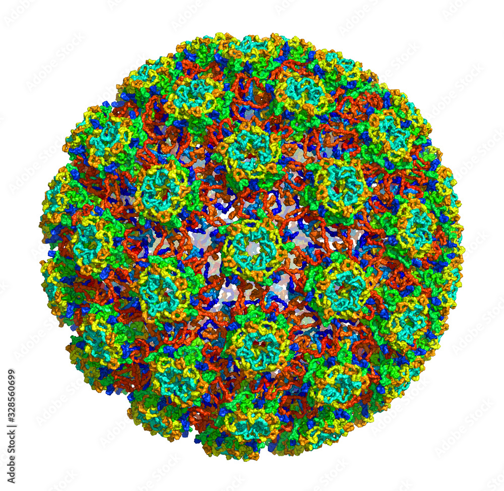 3D molecular structure of Human papillomavirus type 16, associated with ...