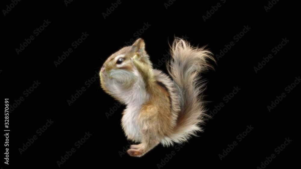 Chipmunk CG fur 3d rendering animal realistic composition, 3d mapping ...
