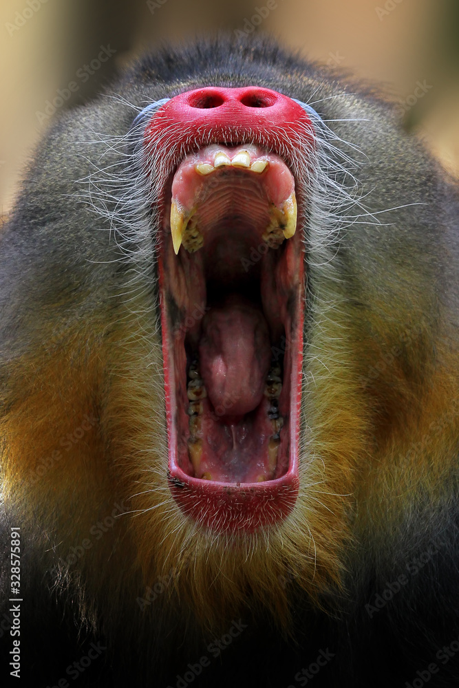 Mandril monkey closeup face with open mouth, Mandrillus sphinx, animal ...