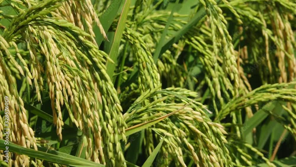 Basmati Rice Farming Industry in Pakistan. rice field, rice plant ...