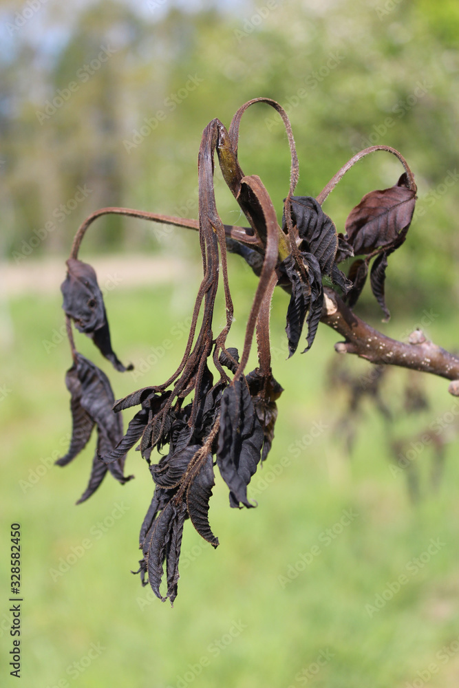 Severely frost damaged and blackened new growth of a walnut tree ...