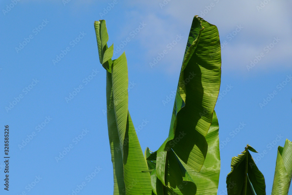 huge lush green banana tree leaves in low angle close-up view with ...