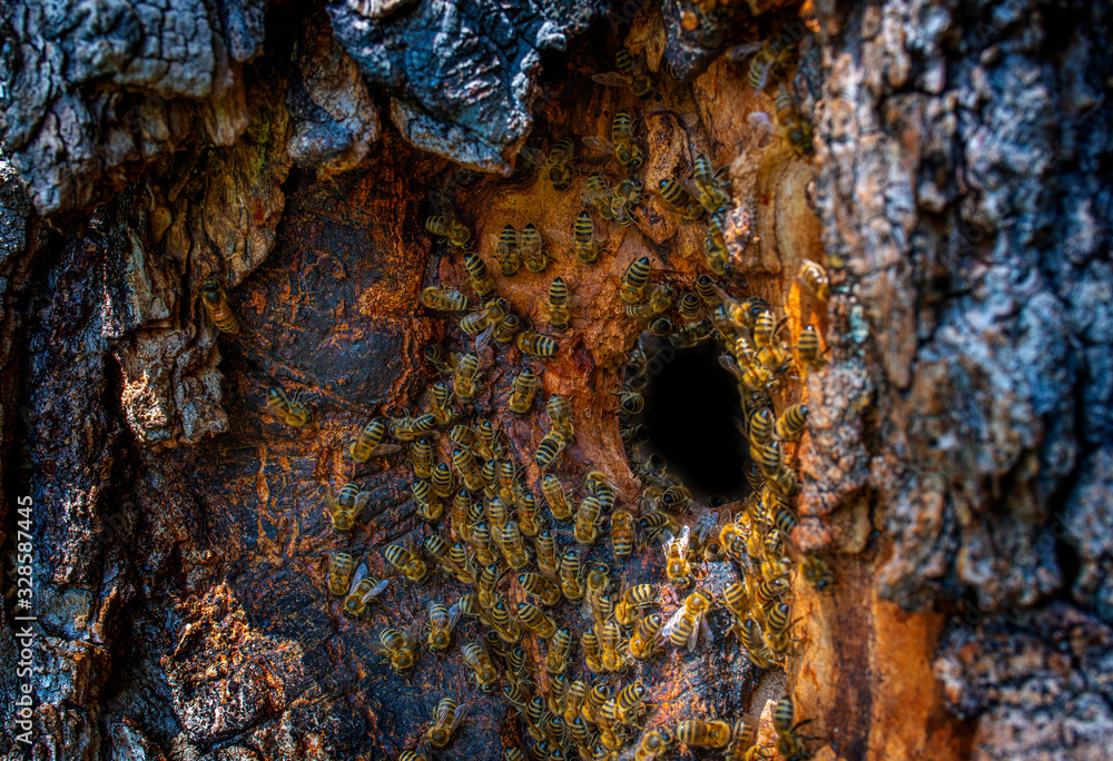 Foto de bee tree - bees (apis mellifera) living in tree do Stock ...