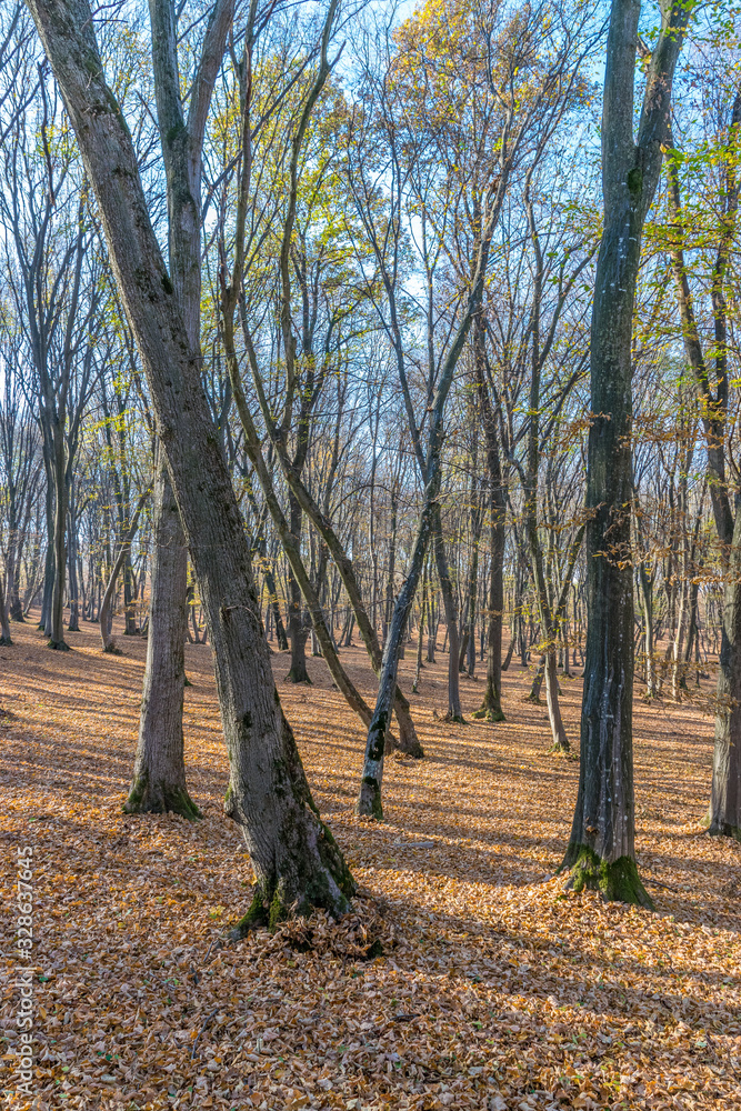 Hoia Baciu Forest - World’s Most Haunted Forest with a reputation for ...