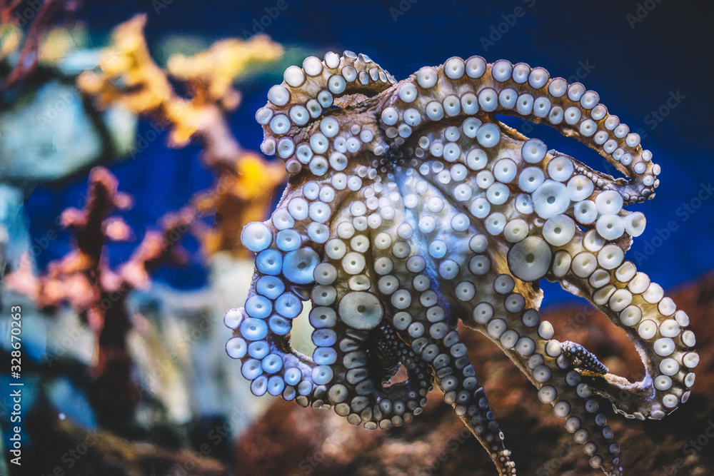 Giant Devilfish Octopus