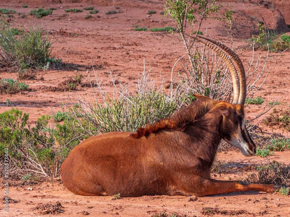 Wild Animals in South Animal during dry summer phase Stock Photo ...