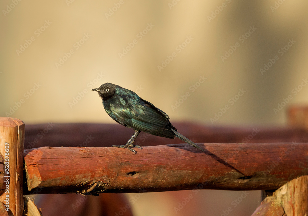 R√ºppell's starling also known as Rueppell's glossy-starling ...