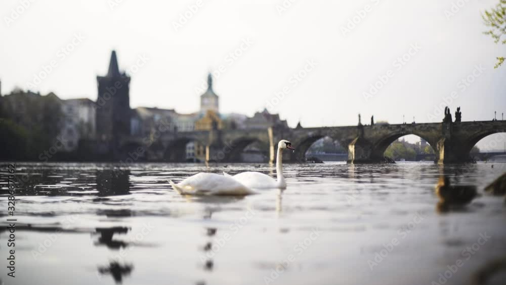Famouse Prague landmark. flock of beautiful white swans and ducks swim ...