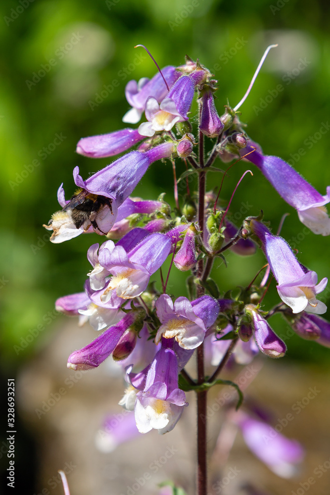 Penstemon hirsutus var Pygmaeus seedling. A bee collects nectar on ...